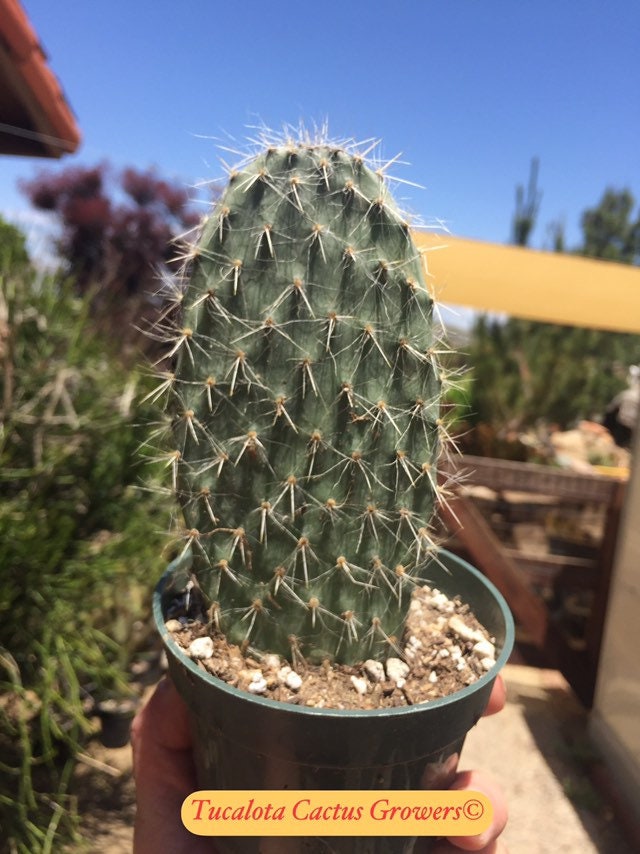 Floral & Garden Crafts Opuntia microdasys Off White Bunny Ears 4.5Tall ...