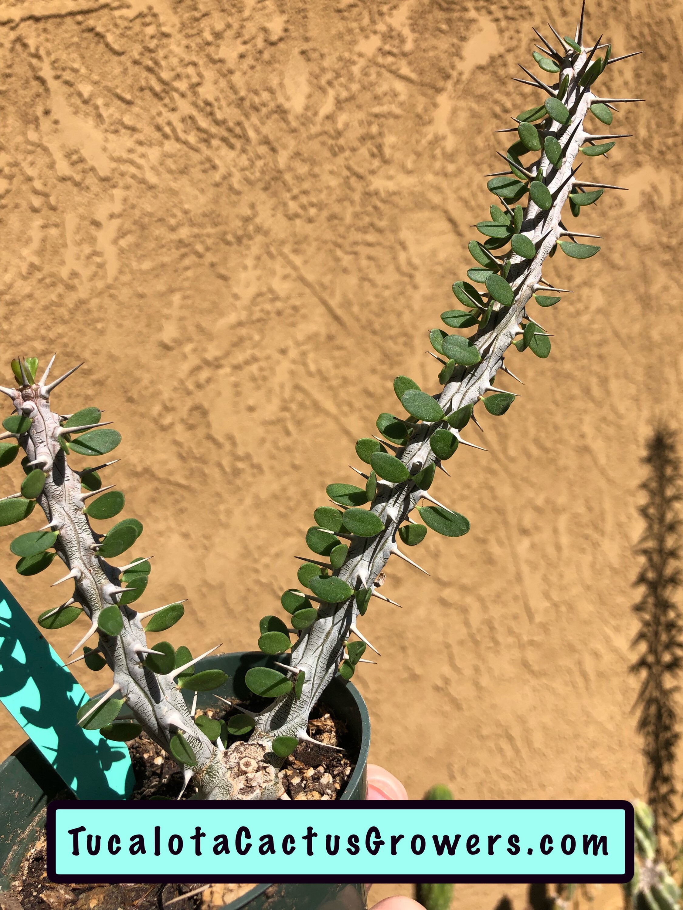 False Ocotillo Alluaudia Procera 9Tall 9G | Etsy