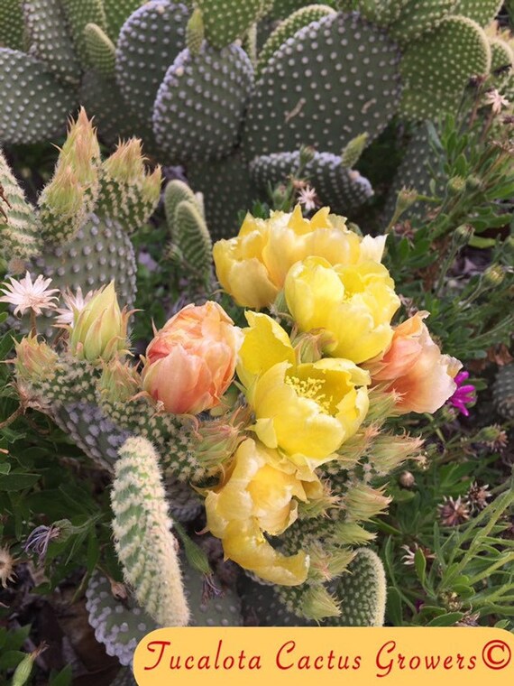 Floral & Garden Crafts Opuntia microdasys Off White Bunny Ears 4.5Tall ...