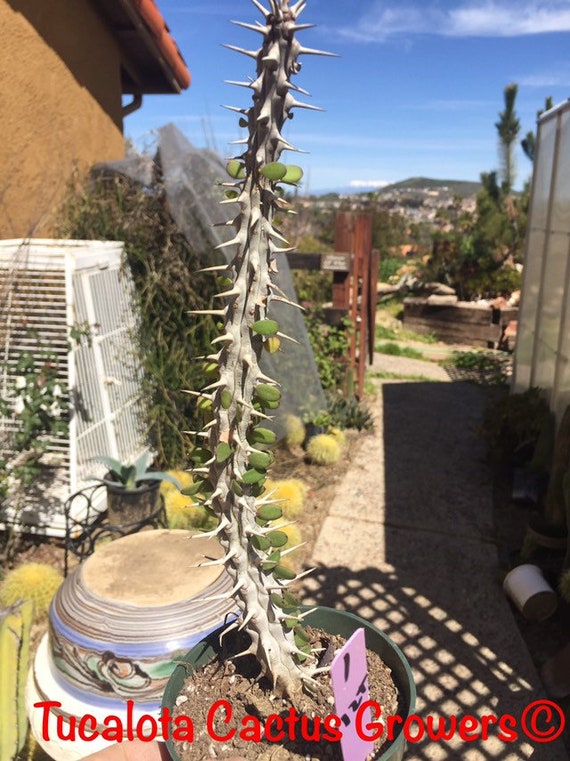 Ocotillo Alluaudia procera False Ocotillo 12 Tall Rooted | Etsy