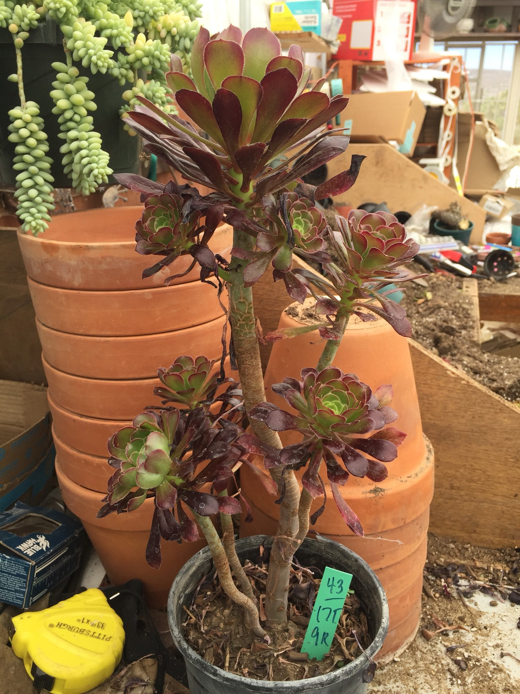 Aeonium Bouquet Jack Catlin 28\u201dT #1Y Outdoor & Gardening Plants ...