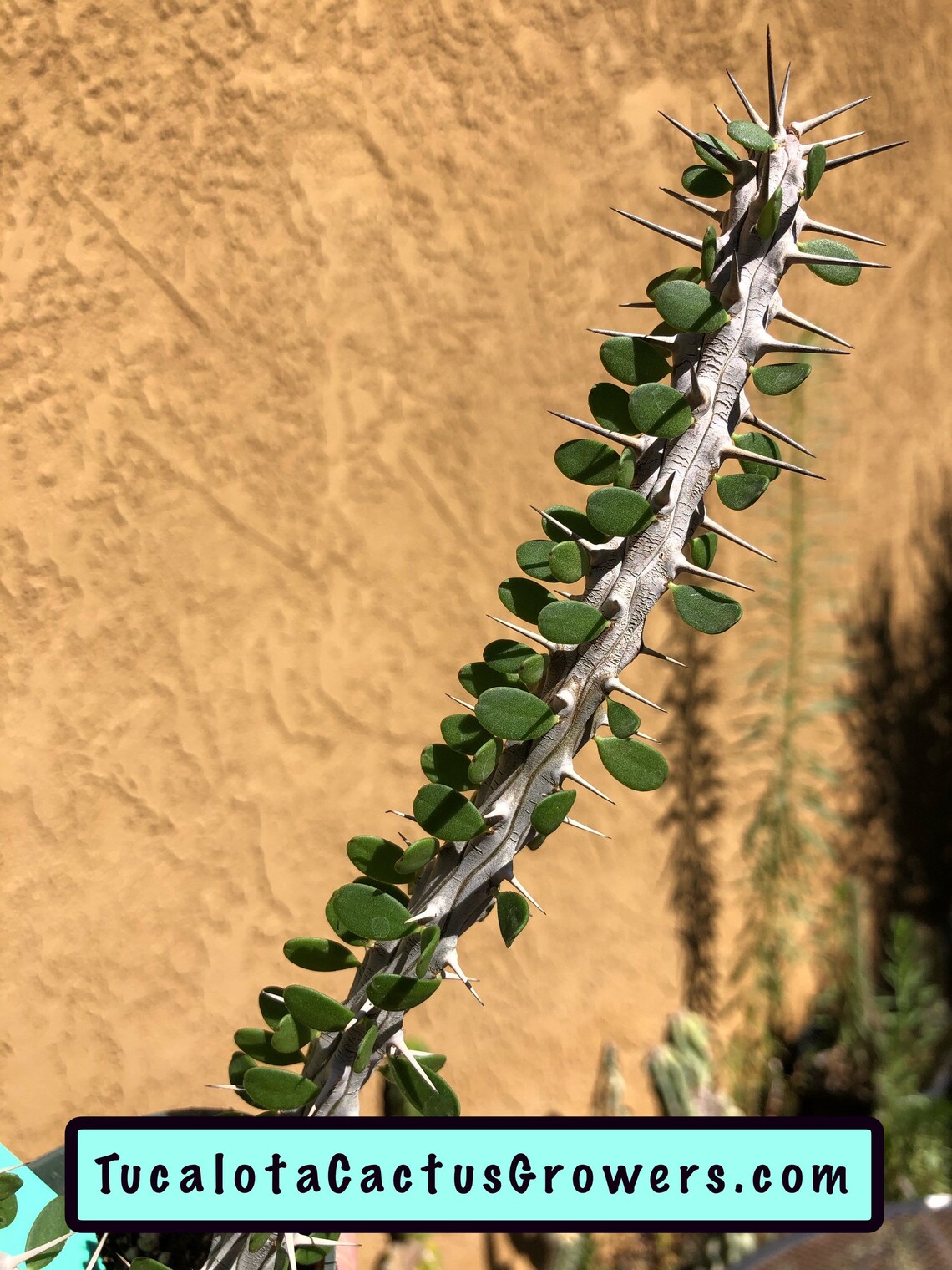 False Ocotillo Alluaudia Procera 9Tall 9G | Etsy