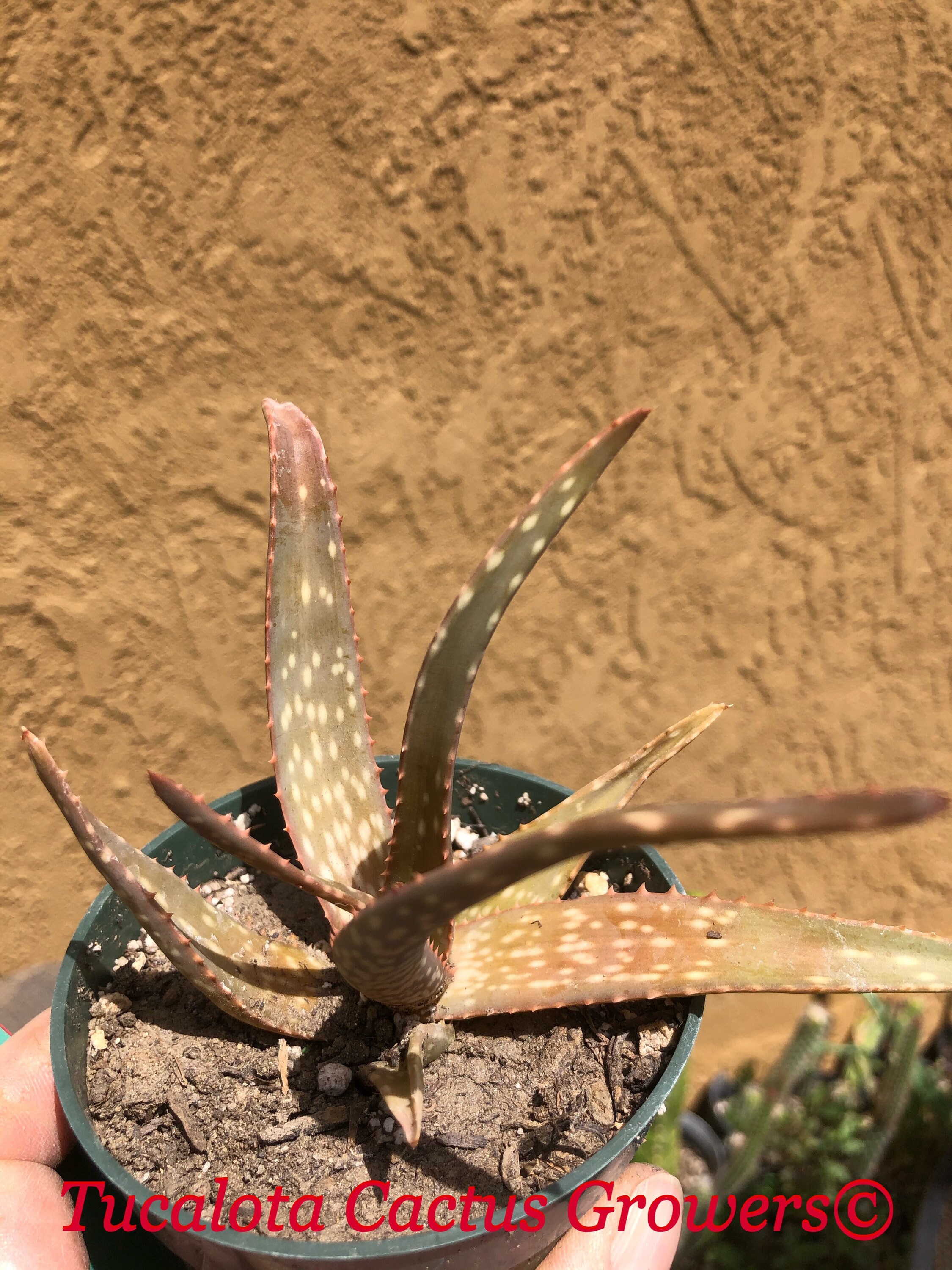 Plants Aloe Hybrid 6Wide #1R Outdoor & Gardening etna.com.pe