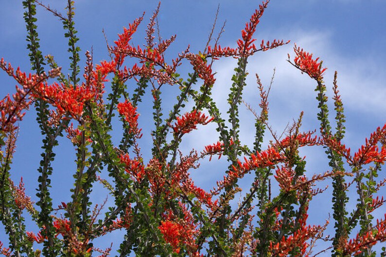False Ocotillo Alluaudia Procera 15Tall Bare Root You will | Etsy