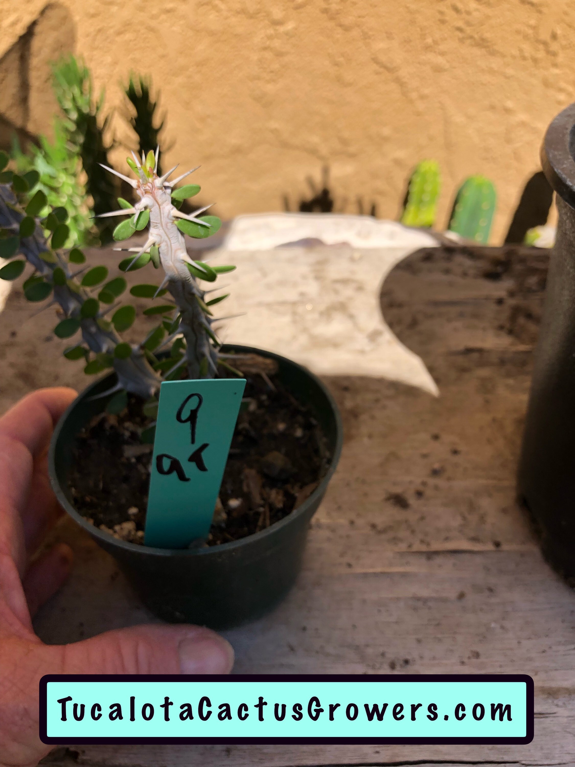 False Ocotillo Alluaudia Procera 9Tall 9G | Etsy