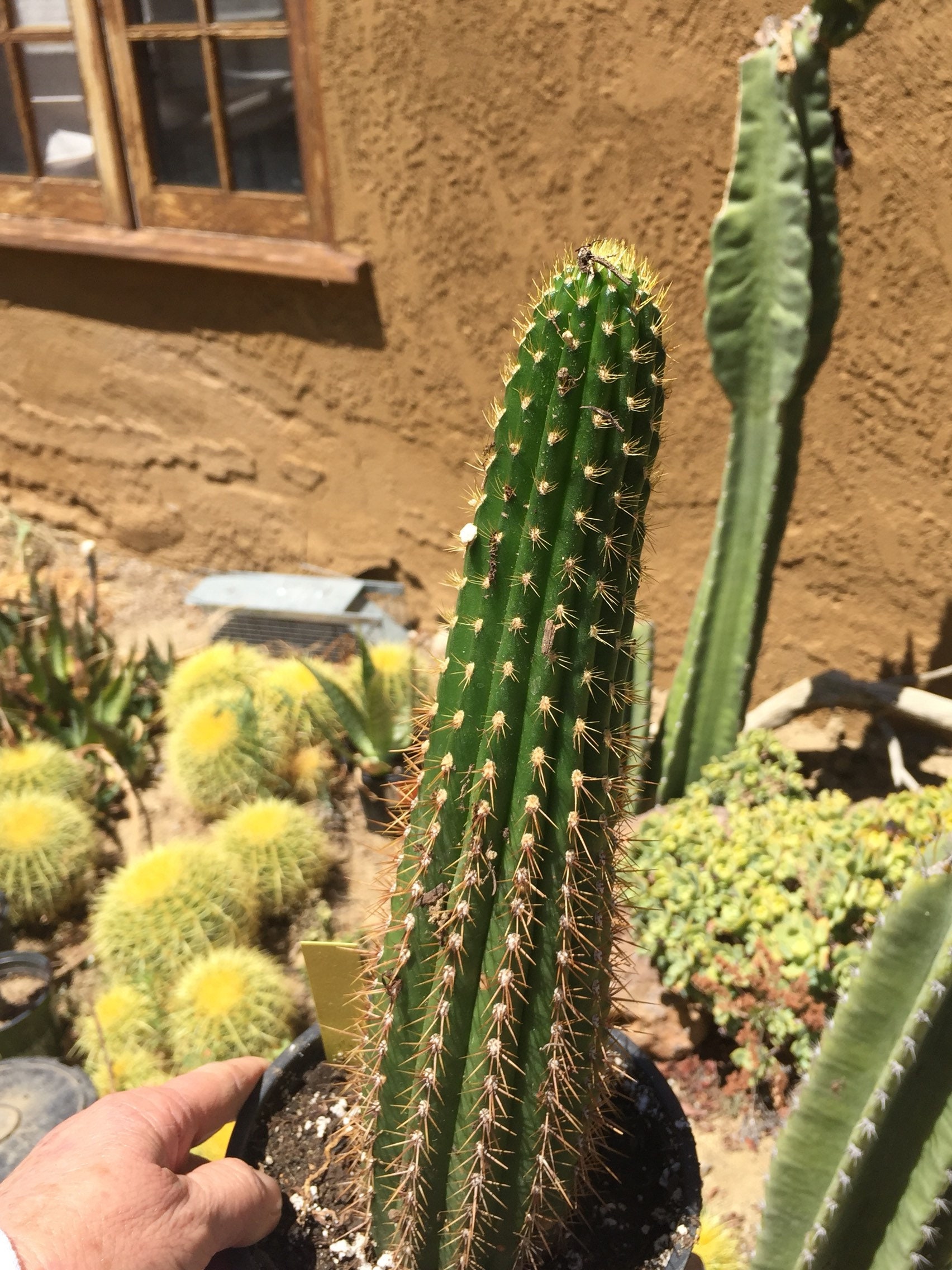 Floral & Garden Crafts Opuntia microdasys Off White Bunny Ears 4.5Tall ...