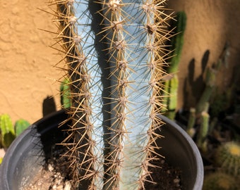 Floral & Garden Crafts Opuntia microdasys Off White Bunny Ears 4.5Tall ...