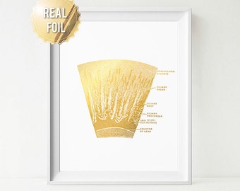 Human Eye Illustration Optometrist Gift Optometry Art - Etsy Ireland