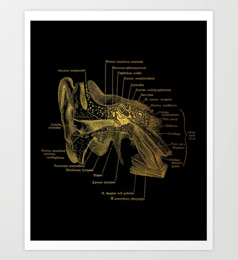 Audiology Speech Therapy, Speech Pathology - Ear Anatomy Gold Foil ...