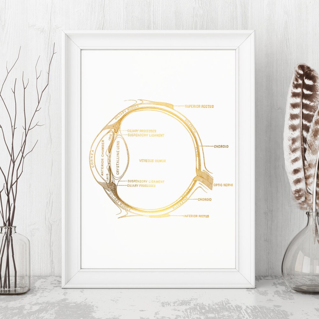 Human Eye Illustration - Optometrist Gift - Optometry Art - Real Gold Foil Print - Optometry ...