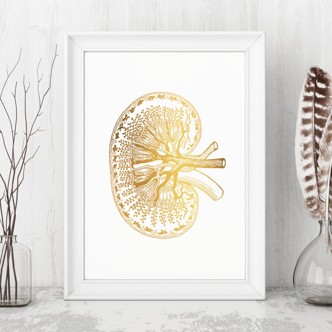 Gold Kidney Anatomy Art Print: Transplant Gift - Etsy