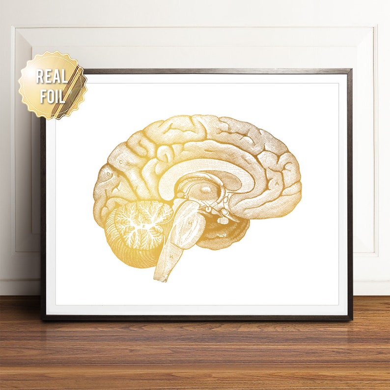 Neuroscience Gift Neurosurgeon Gift Brain Anatomy Print - Etsy