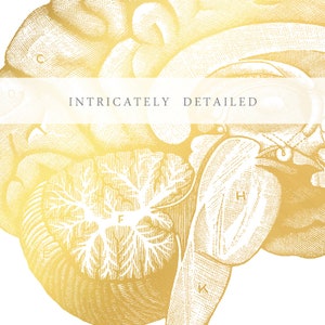 Neuroscience Gift - Neurosurgeon Gift - Brain Anatomy Print - Gold Foil ...