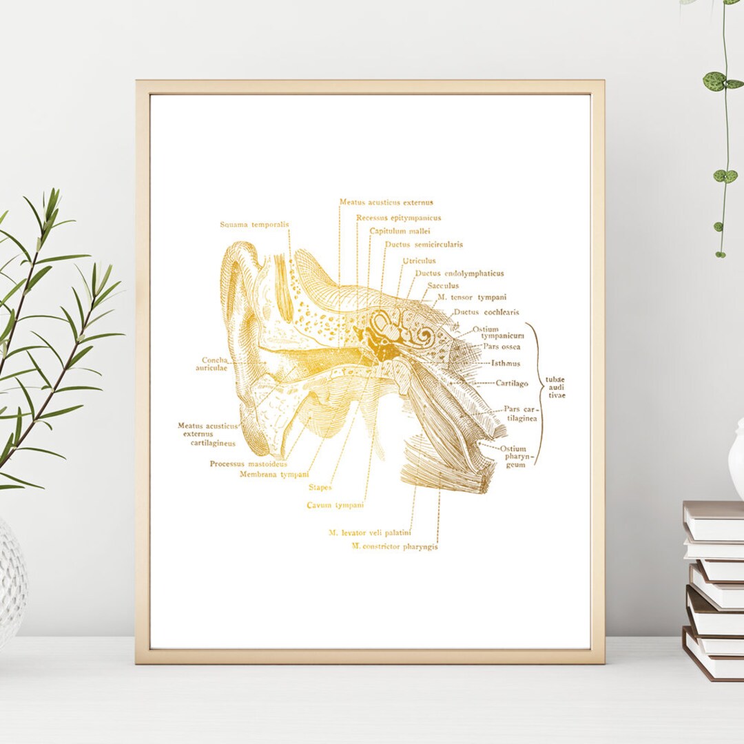 Audiology Speech Therapy, Speech Pathology - Ear Anatomy Gold Foil ...