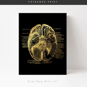 Human Brain Anatomy Medical Student Gift Gold Foil Print - Doctors ...