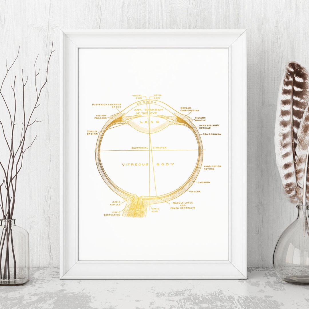 Ophthalmology, Optometrist Gift, Gold Foil Print, Optometry Office ...