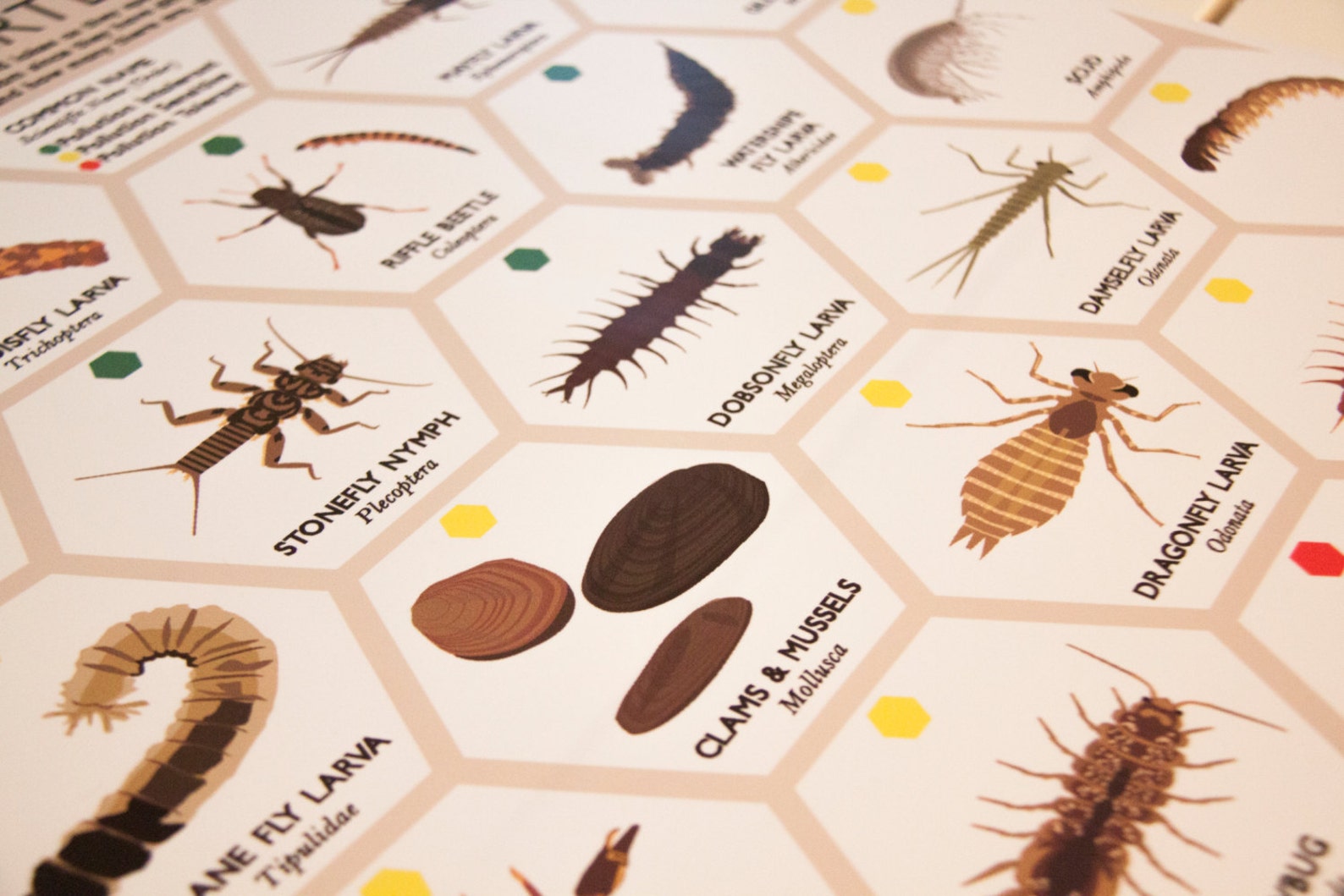 Macroinvertebrate Insect Poster Print- Environmental Education, Stream ...