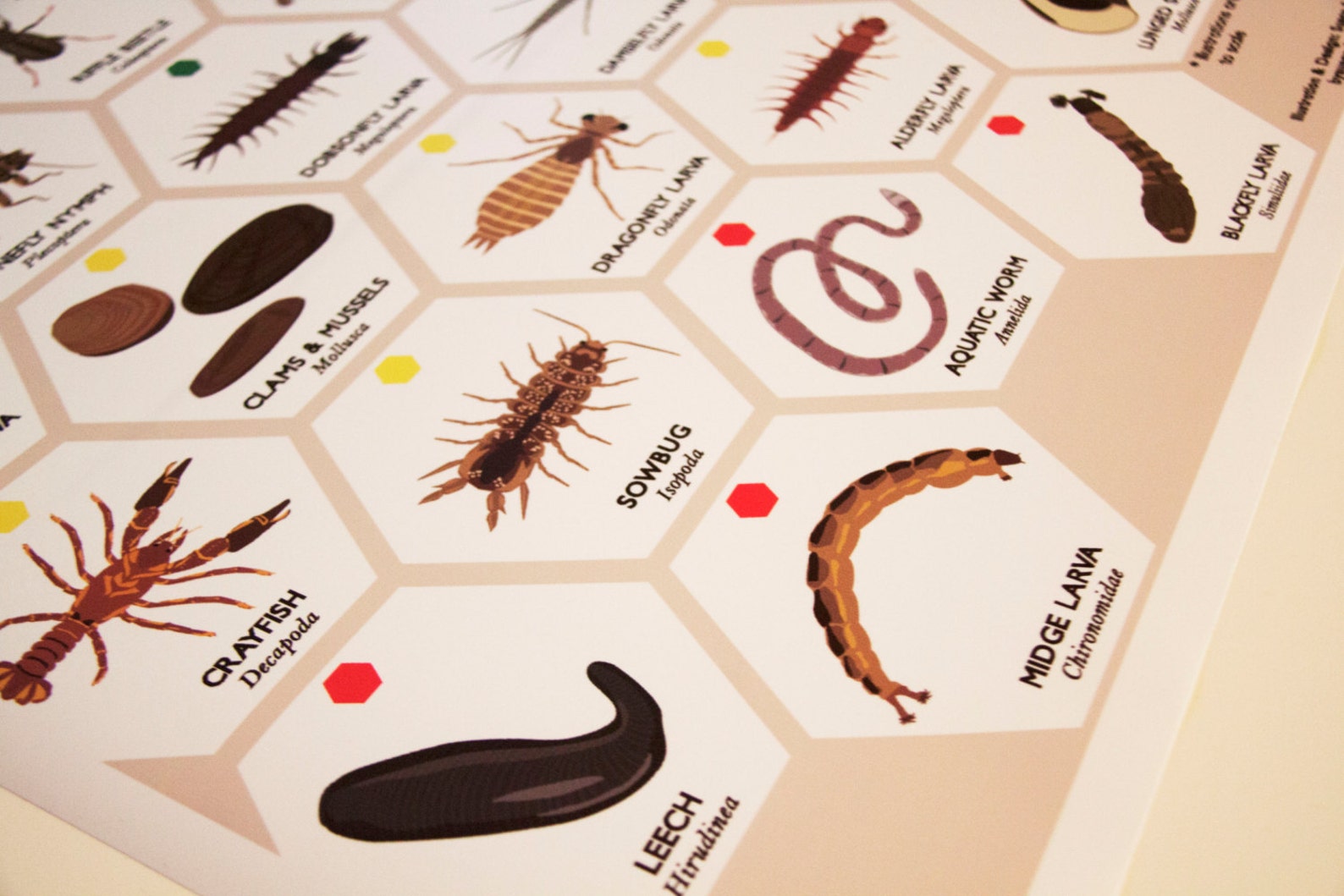 Macroinvertebrate Insect Poster Print- Environmental Education, Stream ...