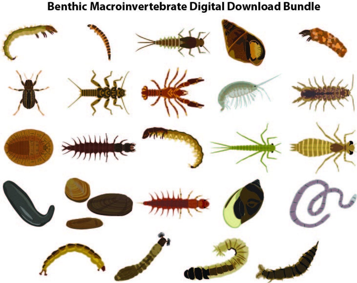Macroinvertebrate Insect Digital Download Bundle (PDF, EPS, and AI ...