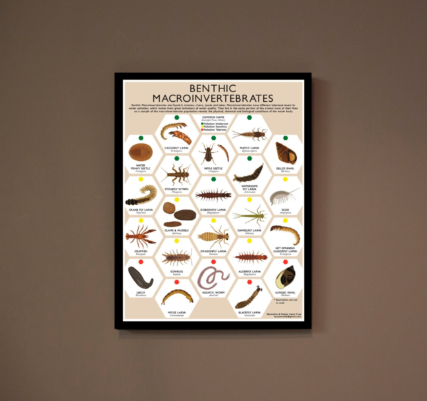Macroinvertebrate Insect Poster Print- Environmental Education, Stream ...