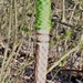 Hand Carved Walking/hiking Stick With Tree of Life and Celtic Braid, GT ...