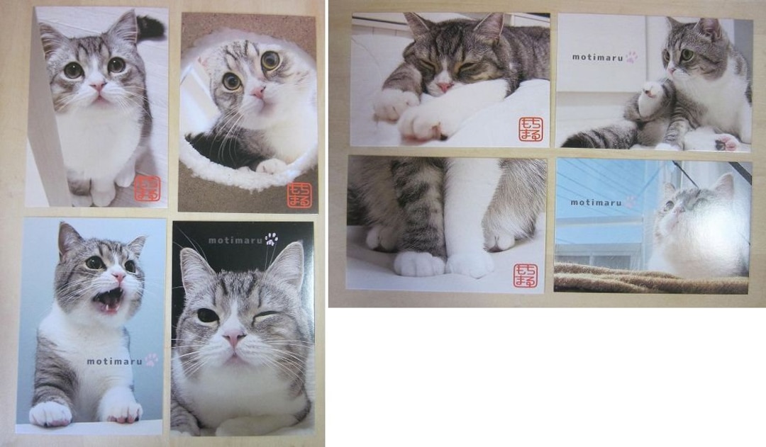 New!! Set of 8 Cat Postcard Motimaru Printed in Japan Daiso ...