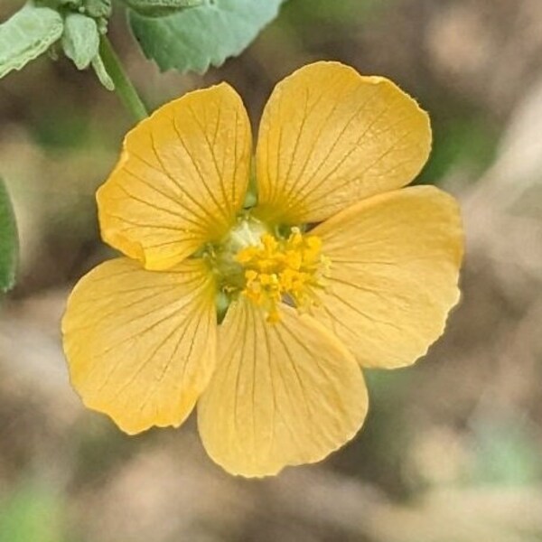 Desert Mallow Plant - Etsy