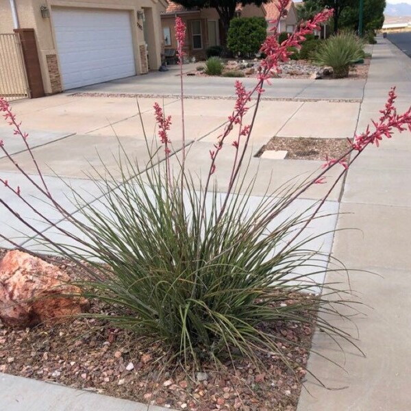 Red Yucca Plant - Etsy