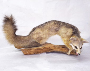 Taxidermy fox | Etsy
