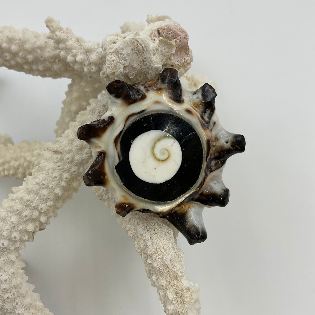 Natural Shell Ring - Etsy