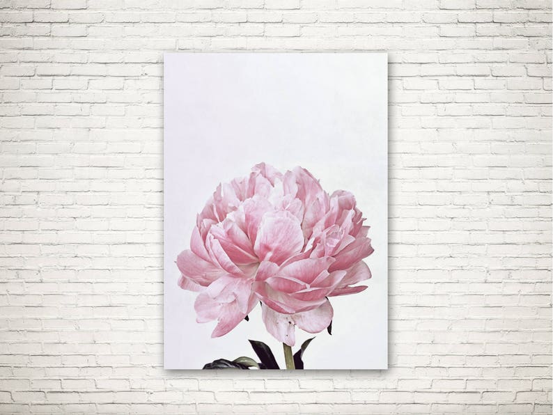 Peony Flowers Pink Peony Print Blush Flower Prints Pastel Etsy