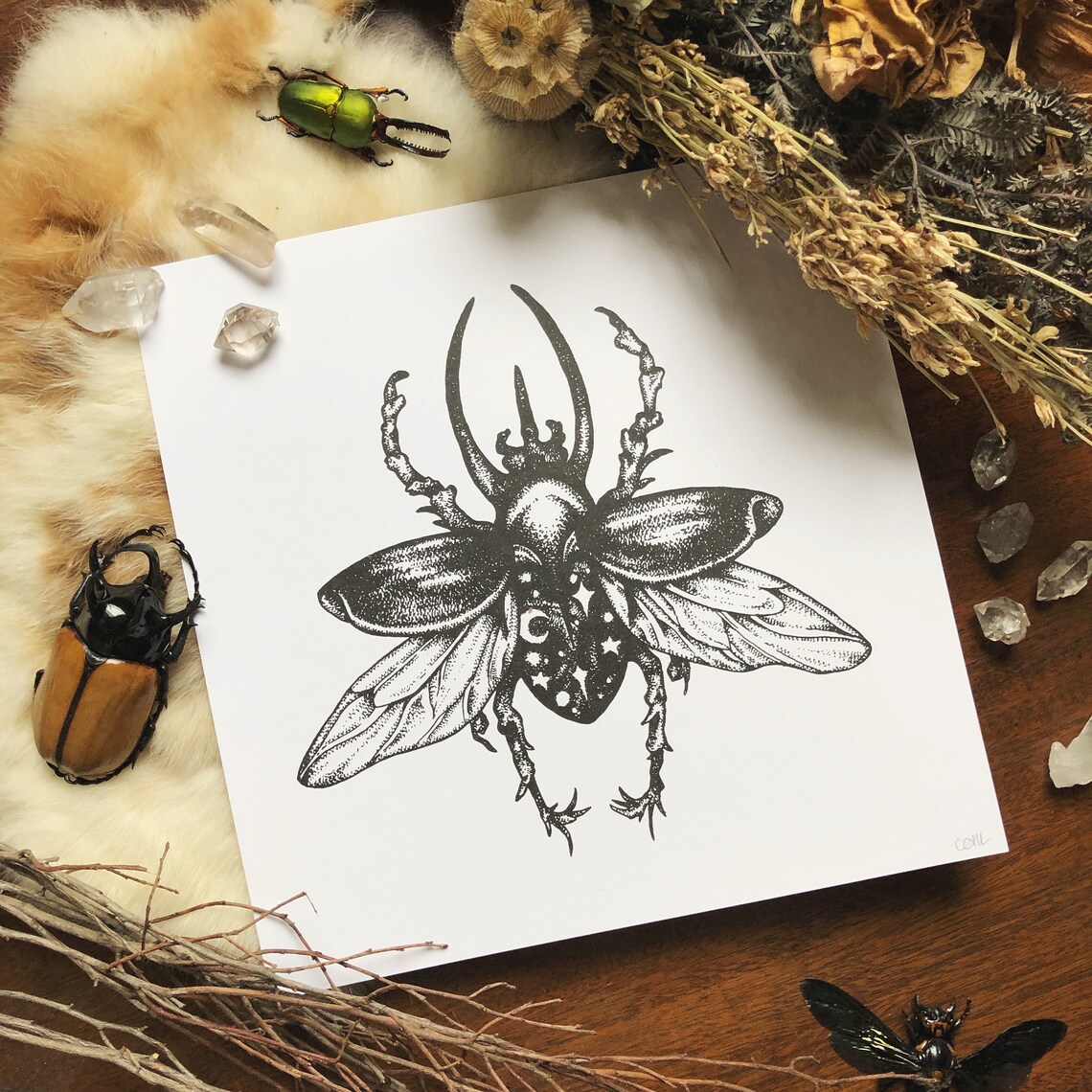 Beetle Full of Stars Fine Art Print Beetle Illustration - Etsy