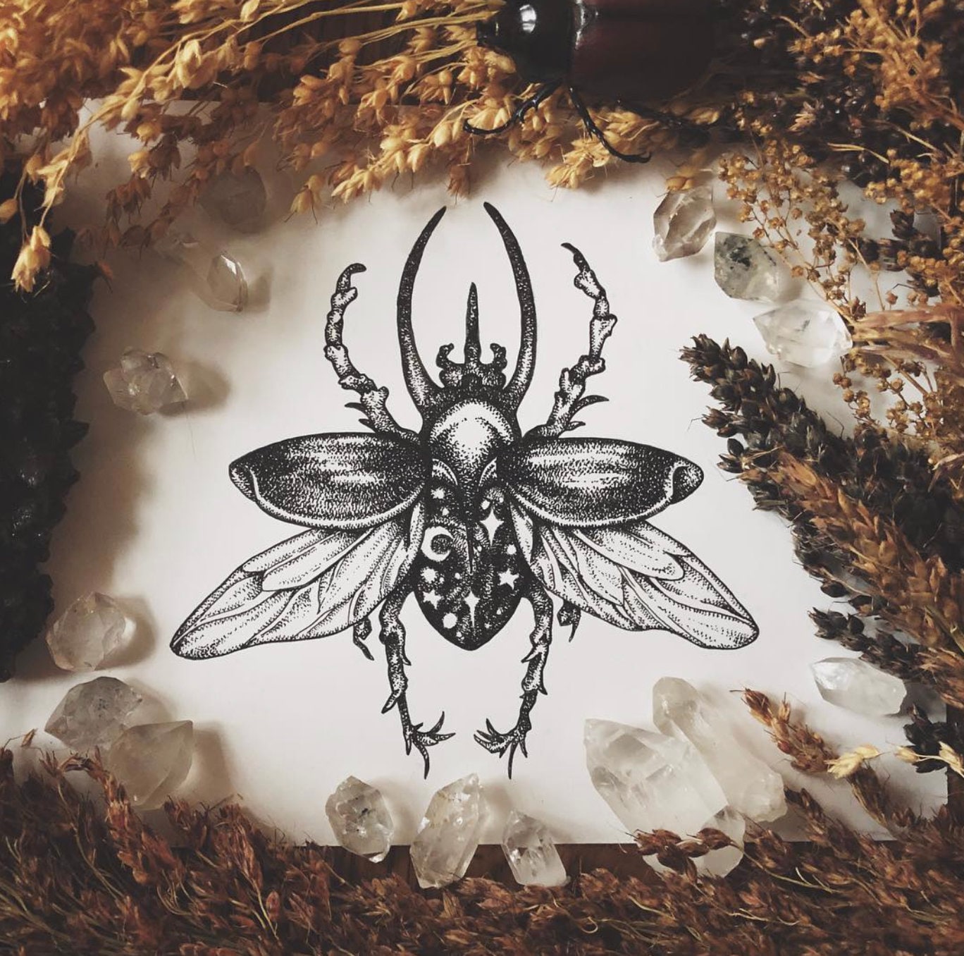 Beetle Full of Stars Fine Art Print Beetle Illustration - Etsy