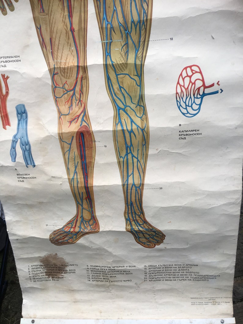 Vintage Anatomy Poster. Russian 1982. Woven Back. Quirky Vintage ...