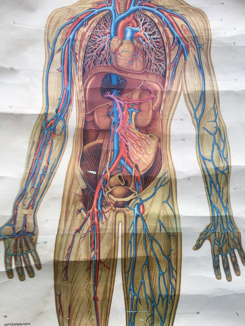 Vintage Anatomy Poster. Russian 1982. Woven Back. Quirky Vintage ...