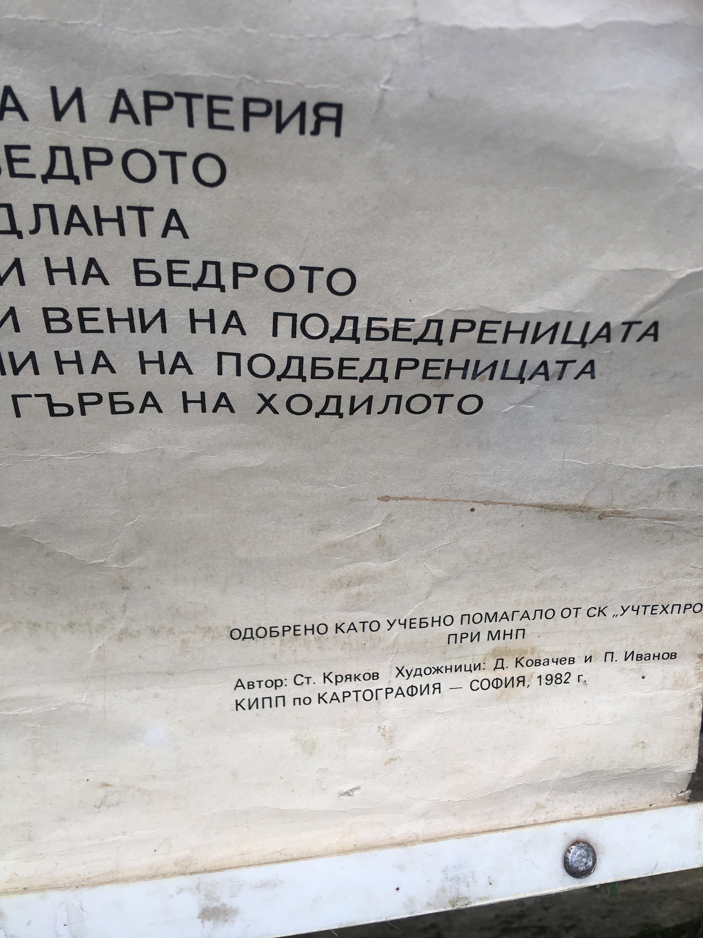 Vintage Anatomy Poster. Russian 1982. Woven Back. Quirky Vintage ...