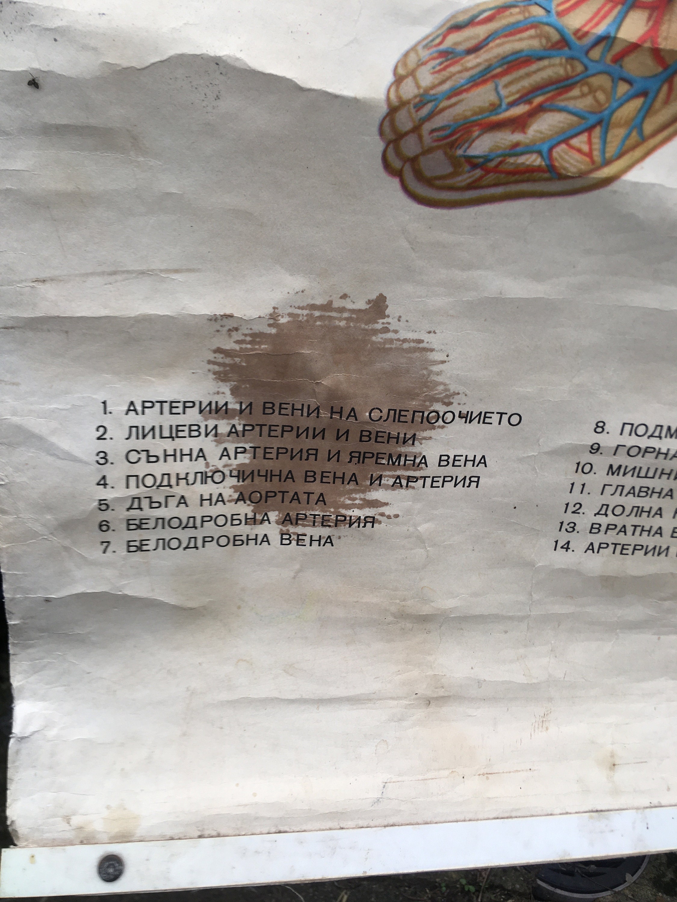 Vintage Anatomy Poster. Russian 1982. Woven Back. Quirky Vintage ...