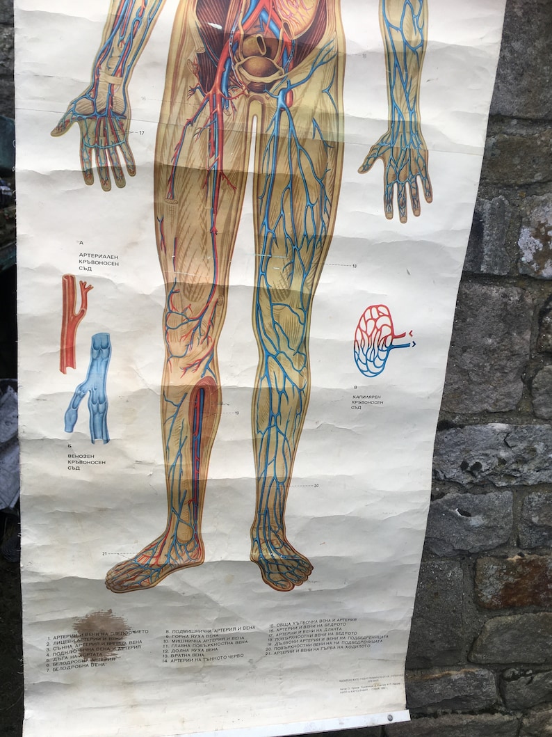 Vintage Anatomy Poster. Russian 1982. Woven Back. Quirky Vintage ...