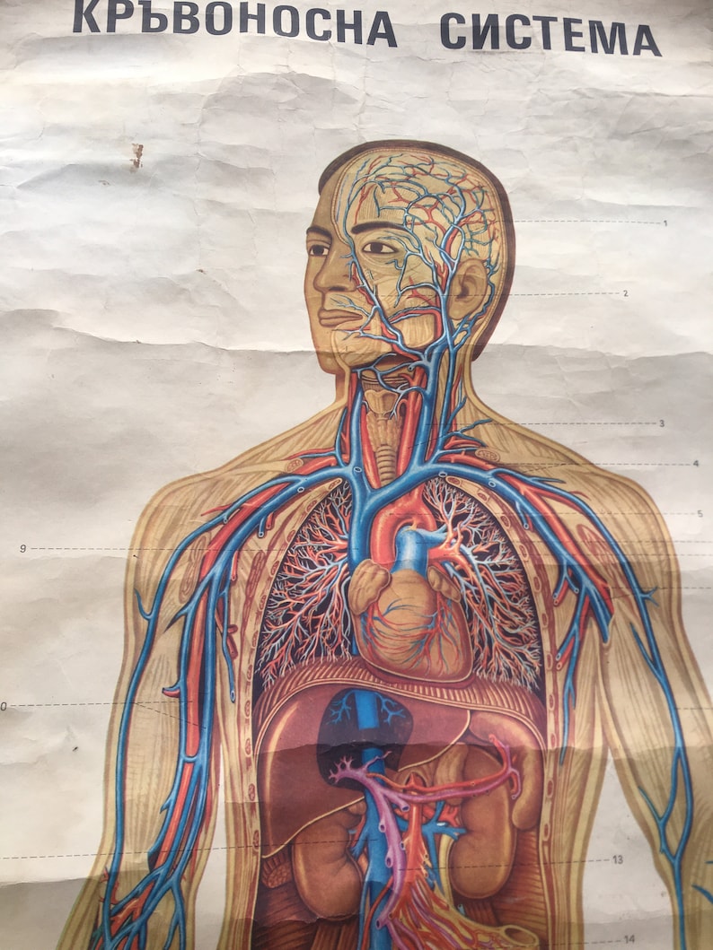 Vintage Anatomy Poster. Russian 1982. Woven Back. Quirky Vintage ...