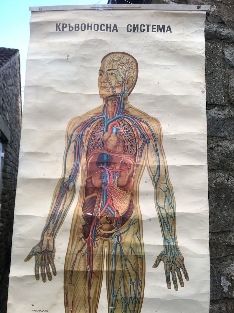 Vintage Anatomy Poster. Russian 1982. Woven Back. Quirky Vintage ...