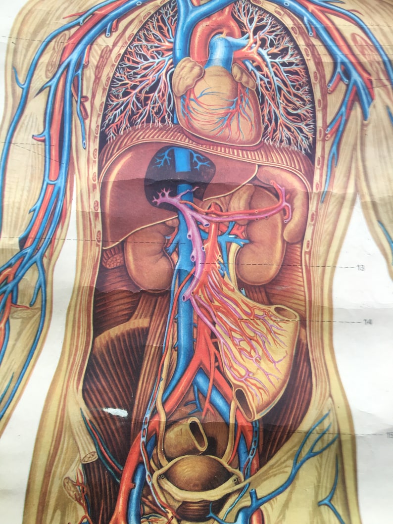 Vintage Anatomy Poster. Russian 1982. Woven Back. Quirky Vintage ...