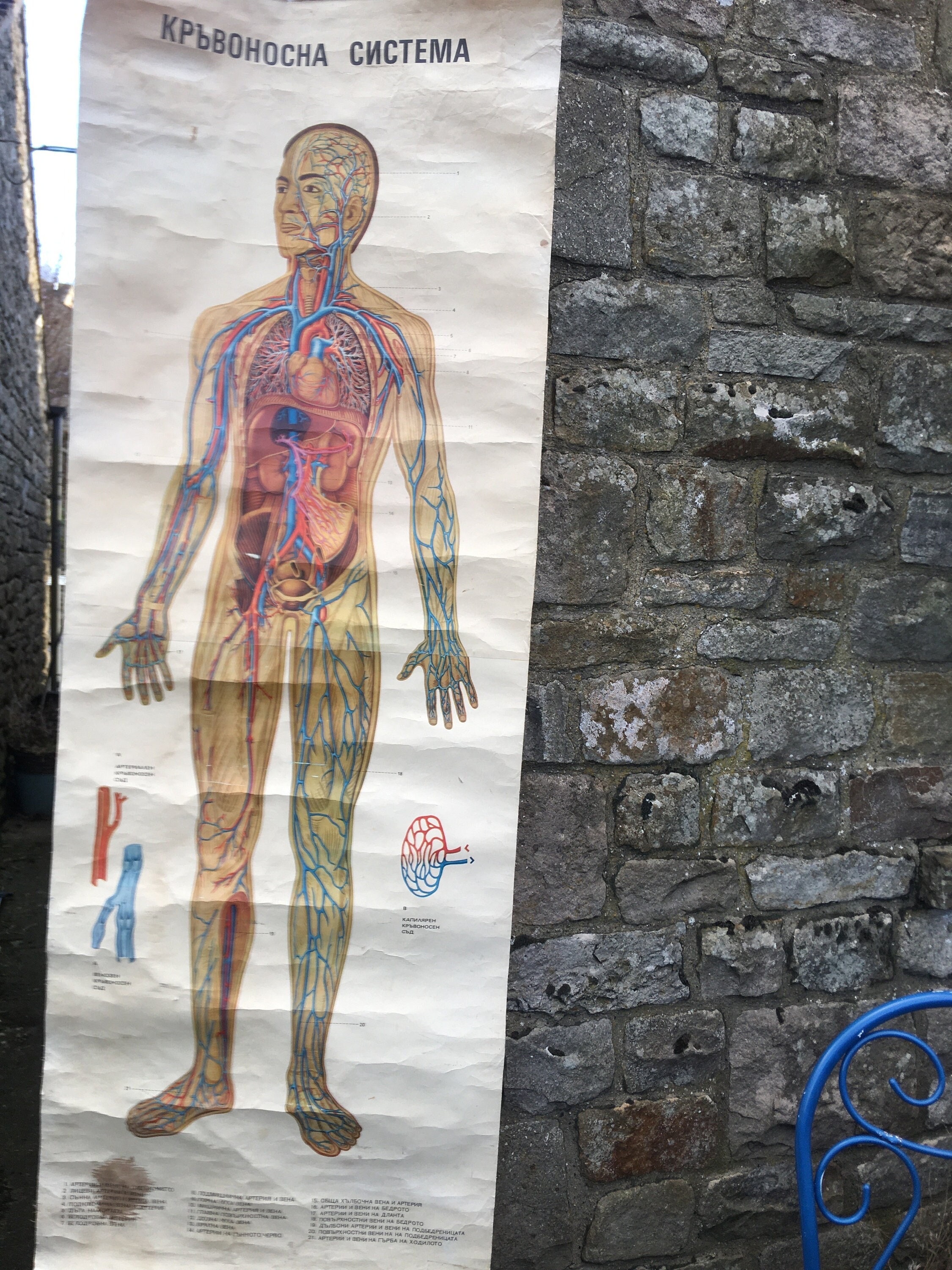 Vintage Anatomy Poster. Russian 1982. Woven Back. Quirky Vintage ...