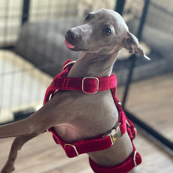 Italian Greyhound Harness Puppy - Etsy