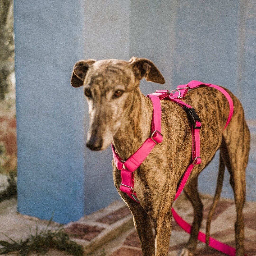 Dog Harness All Neon Like for Greyhound Whippet Piccolo All - Etsy