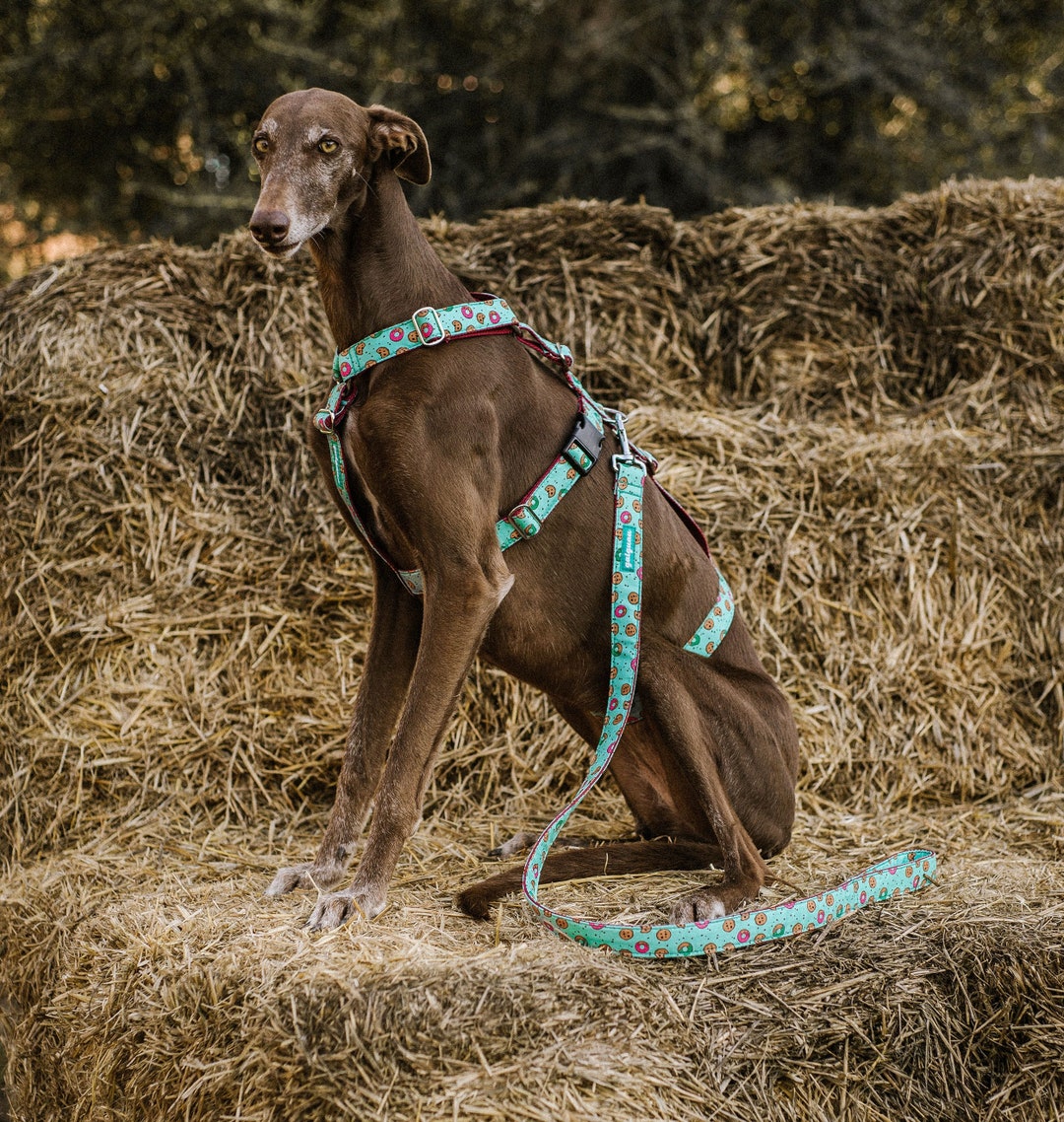Dog Harness Cookies & Donuts for Greyhound, Whippet, Piccolo, All ...