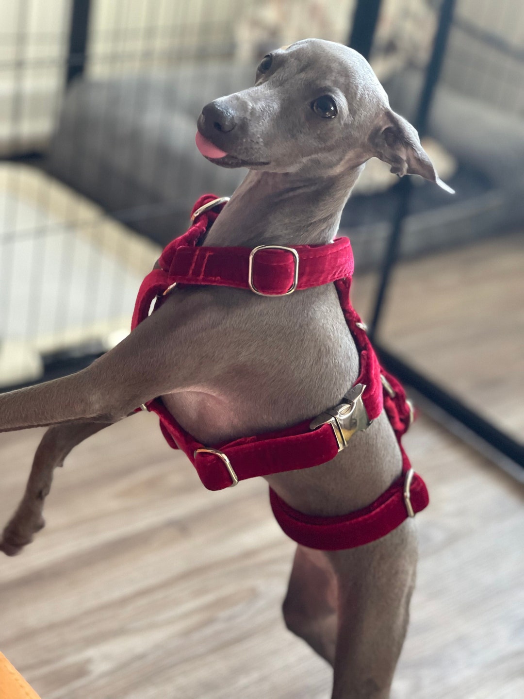 Dog Harness Oh Velvet for Greyhound, Whippet, Piccolo, Italian ...