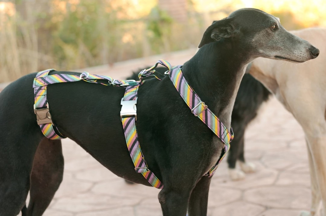 Dog Harness Yas for Greyhound, Whippet, Piccolo, Hound, All Breeds ...