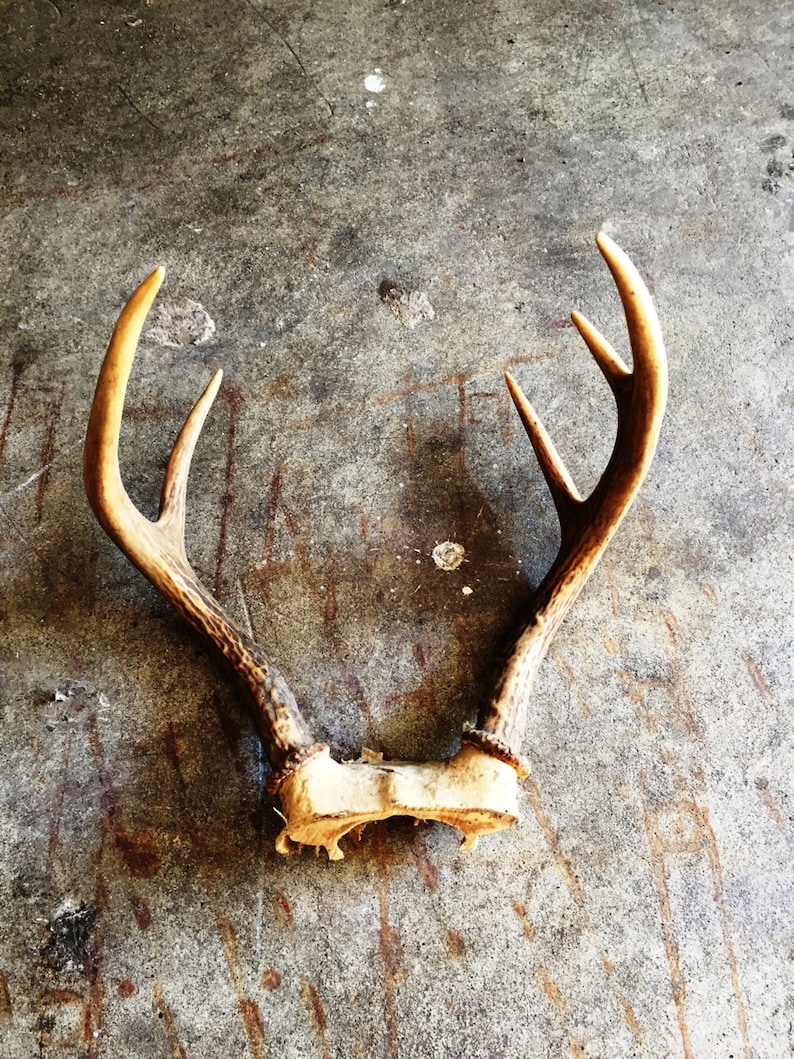 Deer Mount Antlers (real) for Decoration / Hanging, Etc. (5pt, Clean ...