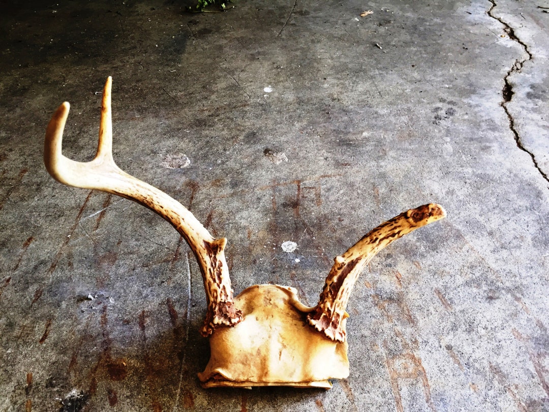 Deer Mount Antlers (real) for Decoration / Hanging, Etc. (4pt Unique ...