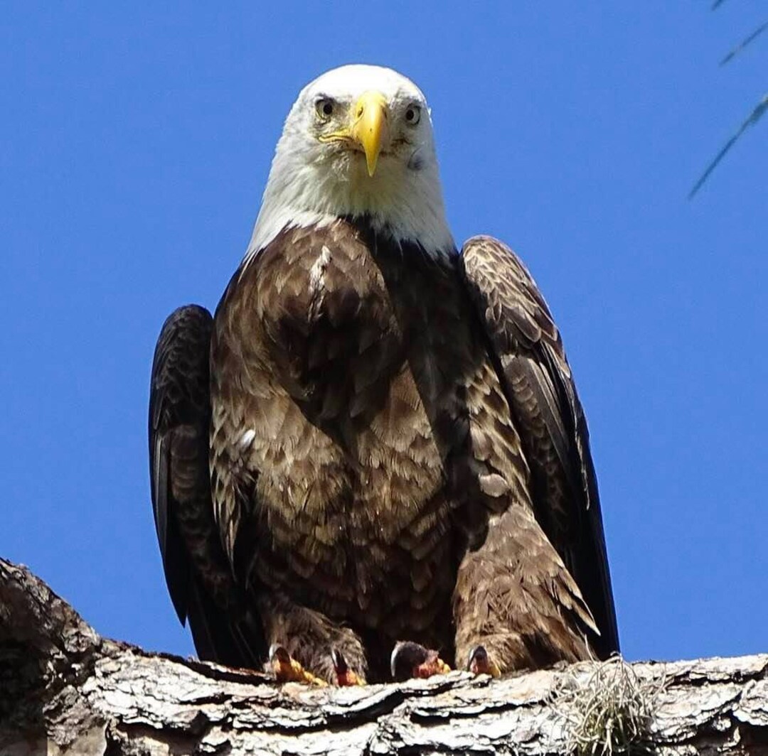 Bald Eagle Dad - Etsy